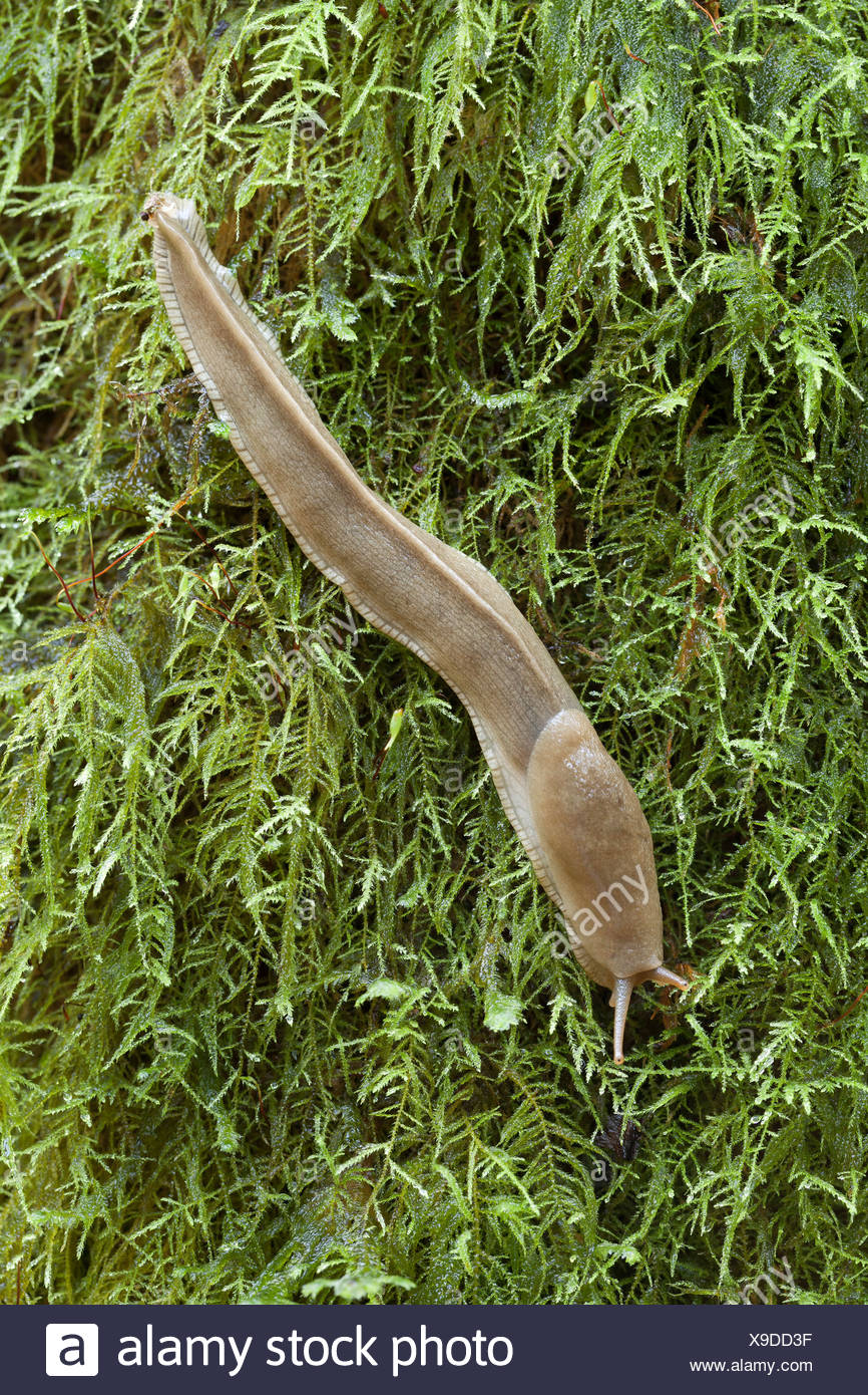 Slug Crawling On Moss High Resolution Stock Photography and Images - Alamy