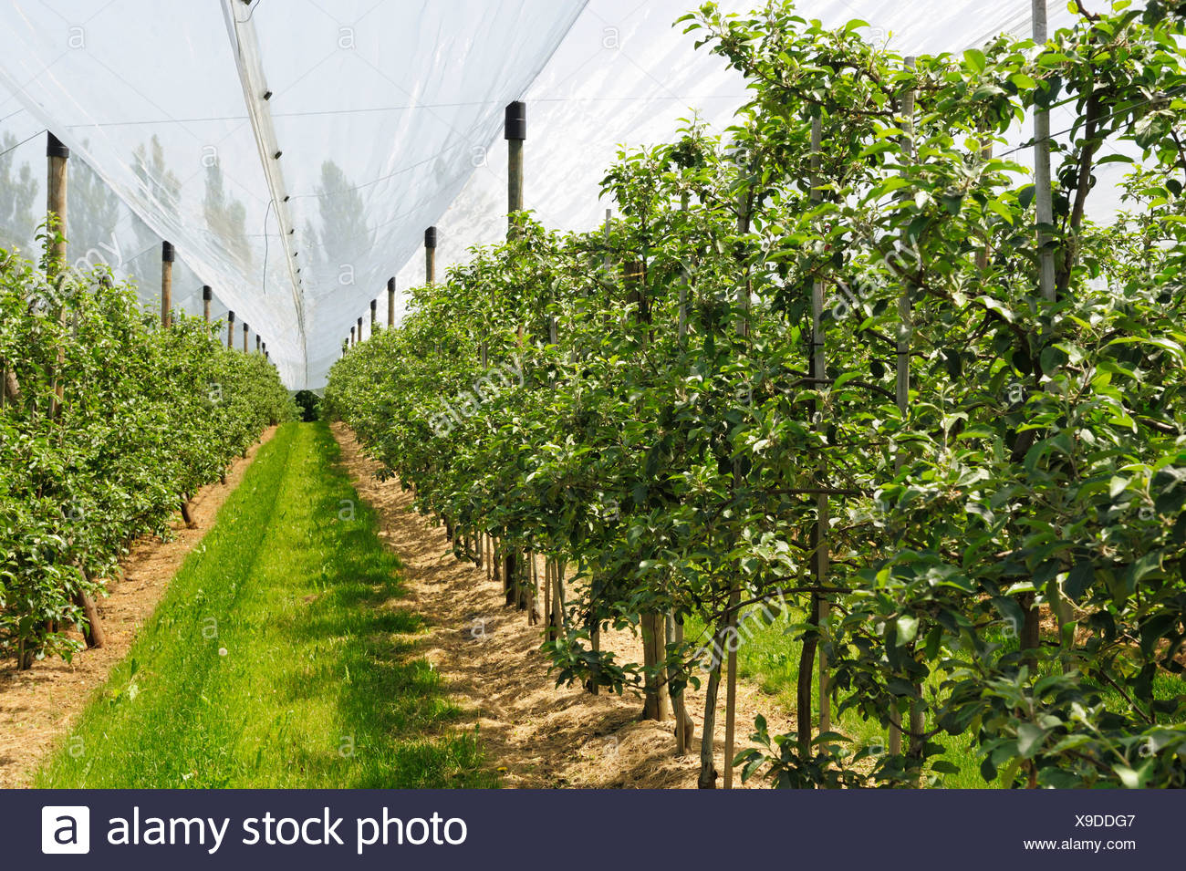 Tree Orchard Fruit Pear High Resolution Stock Photography and Images ...