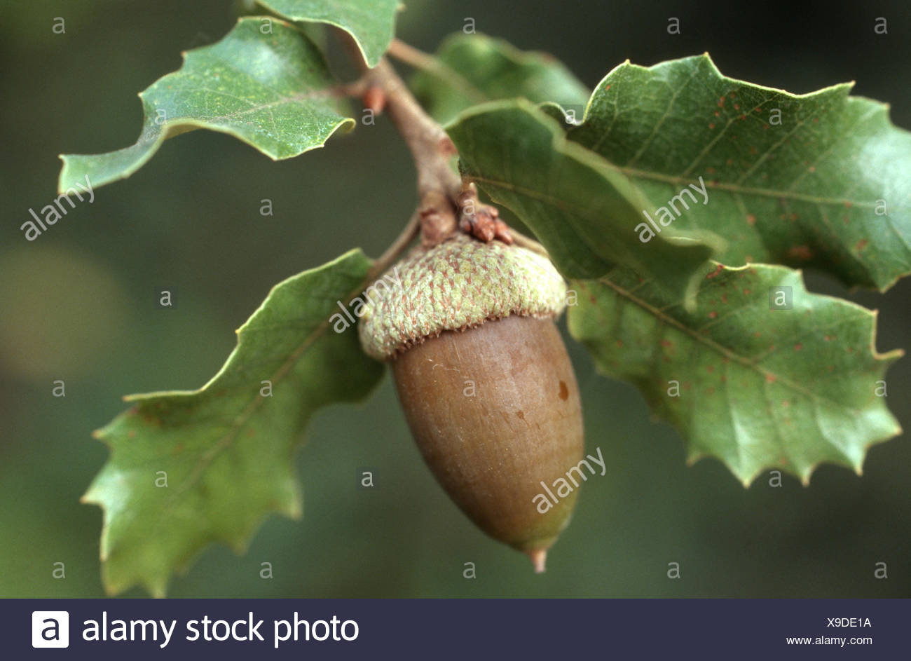 Oak Fruit High Resolution Stock Photography and Images - Alamy