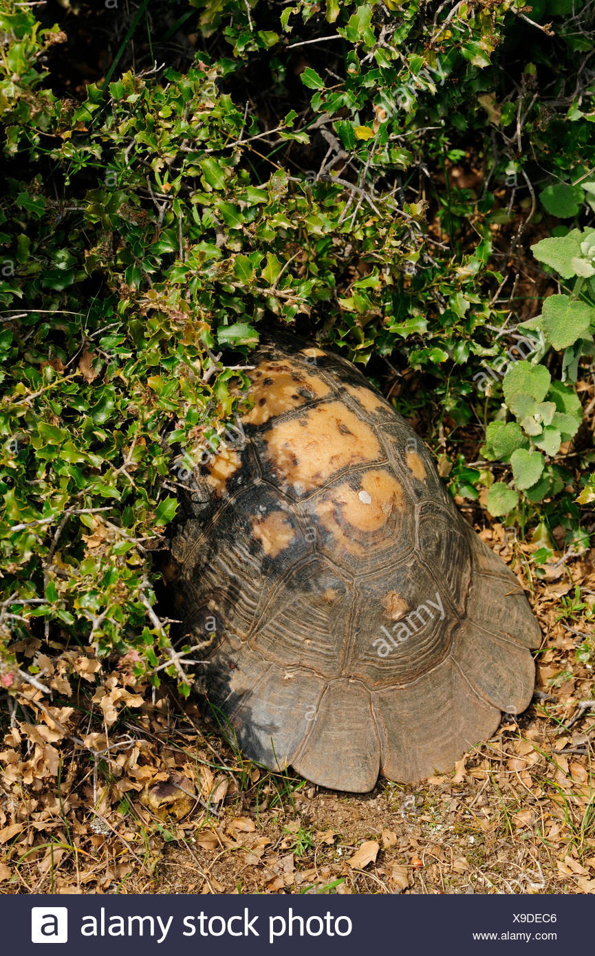 Tortoise Legs High Resolution Stock Photography and Images - Alamy
