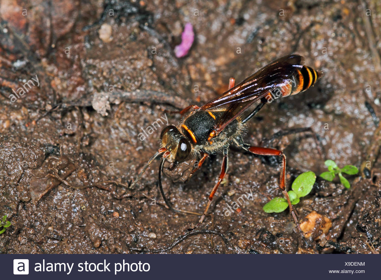 Wasp Nest Material High Resolution Stock Photography and Images - Alamy