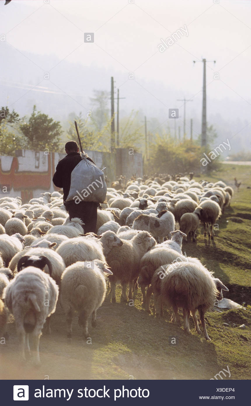 Sheep Focuses High Resolution Stock Photography and Images - Alamy