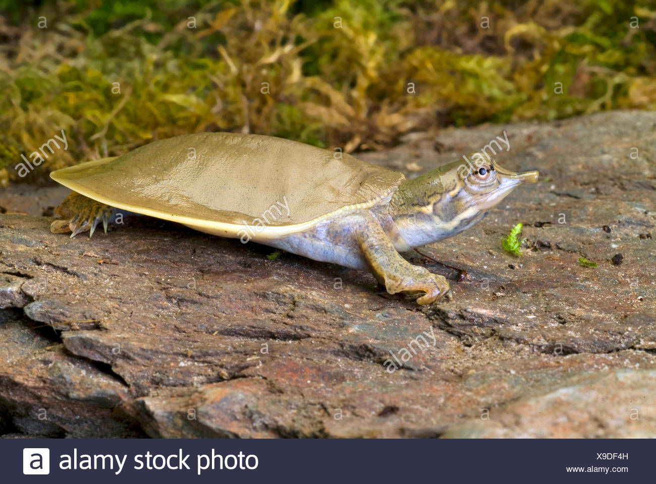 Trionyx Spiniferus High Resolution Stock Photography and Images - Alamy