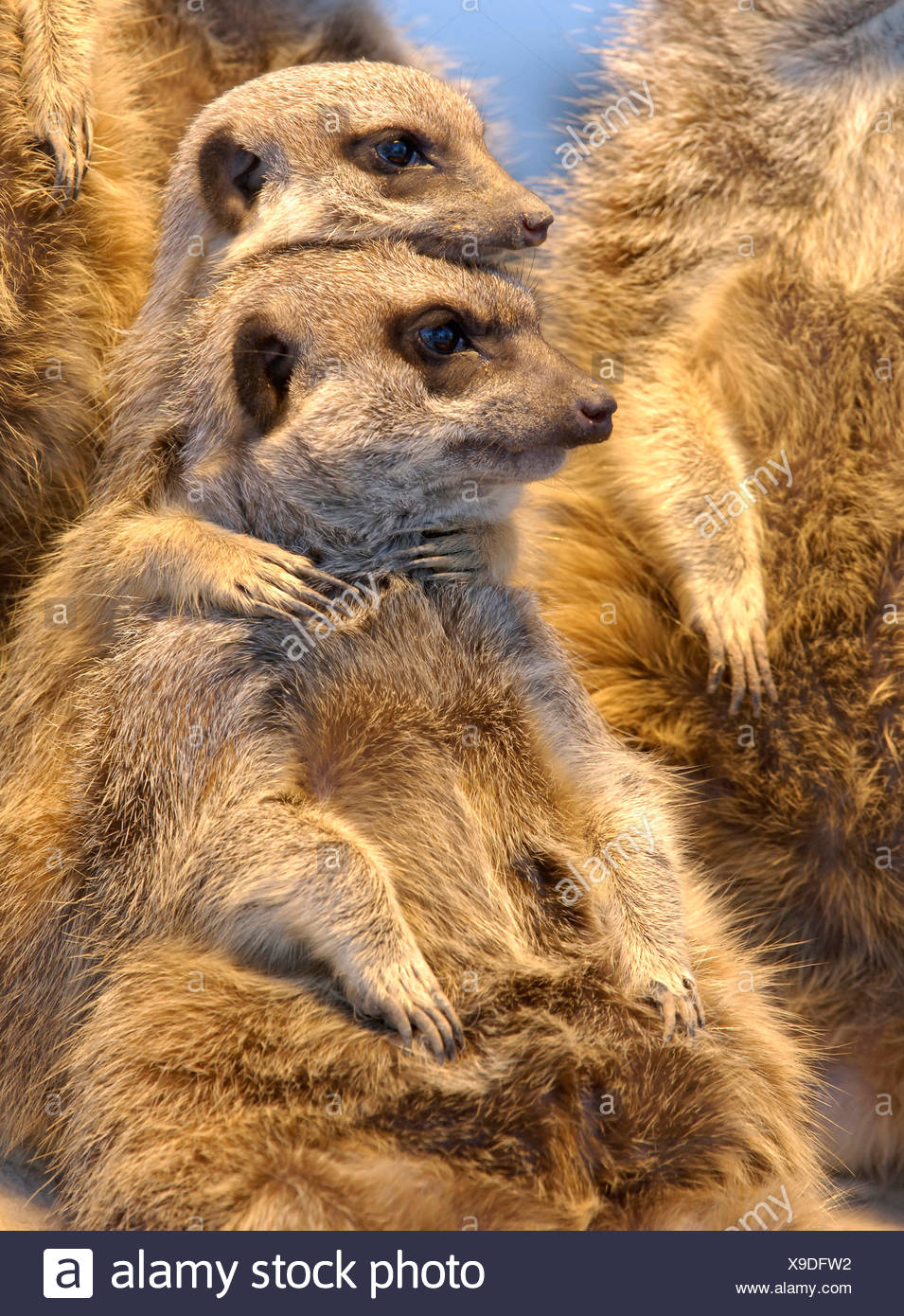 Meerkats Hugging Stock Photos & Meerkats Hugging Stock Images - Alamy