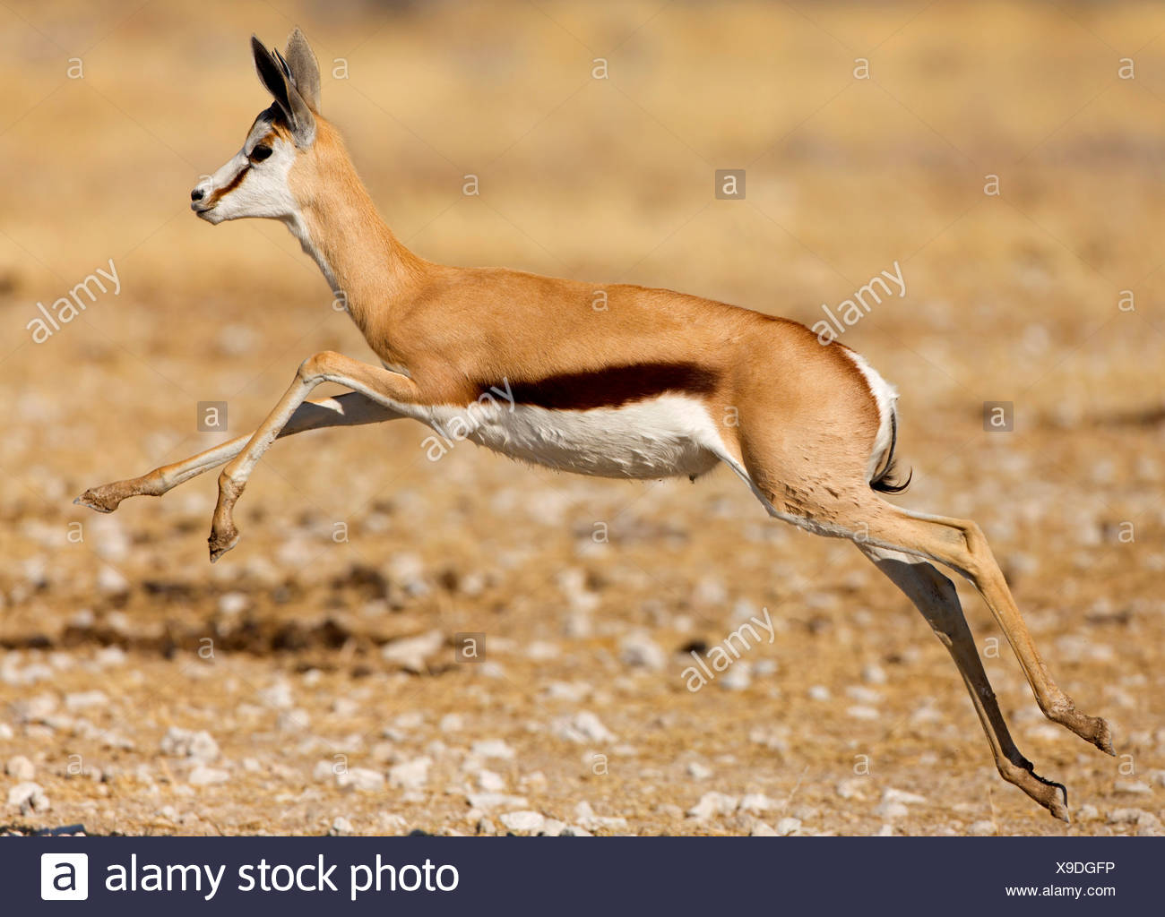 Springbok With Young Stock Photos & Springbok With Young Stock Images ...