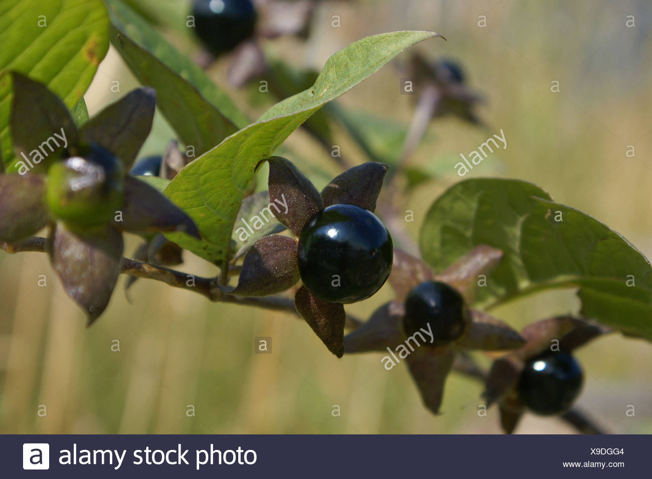 Belladonna Poison High Resolution Stock Photography and Images - Alamy