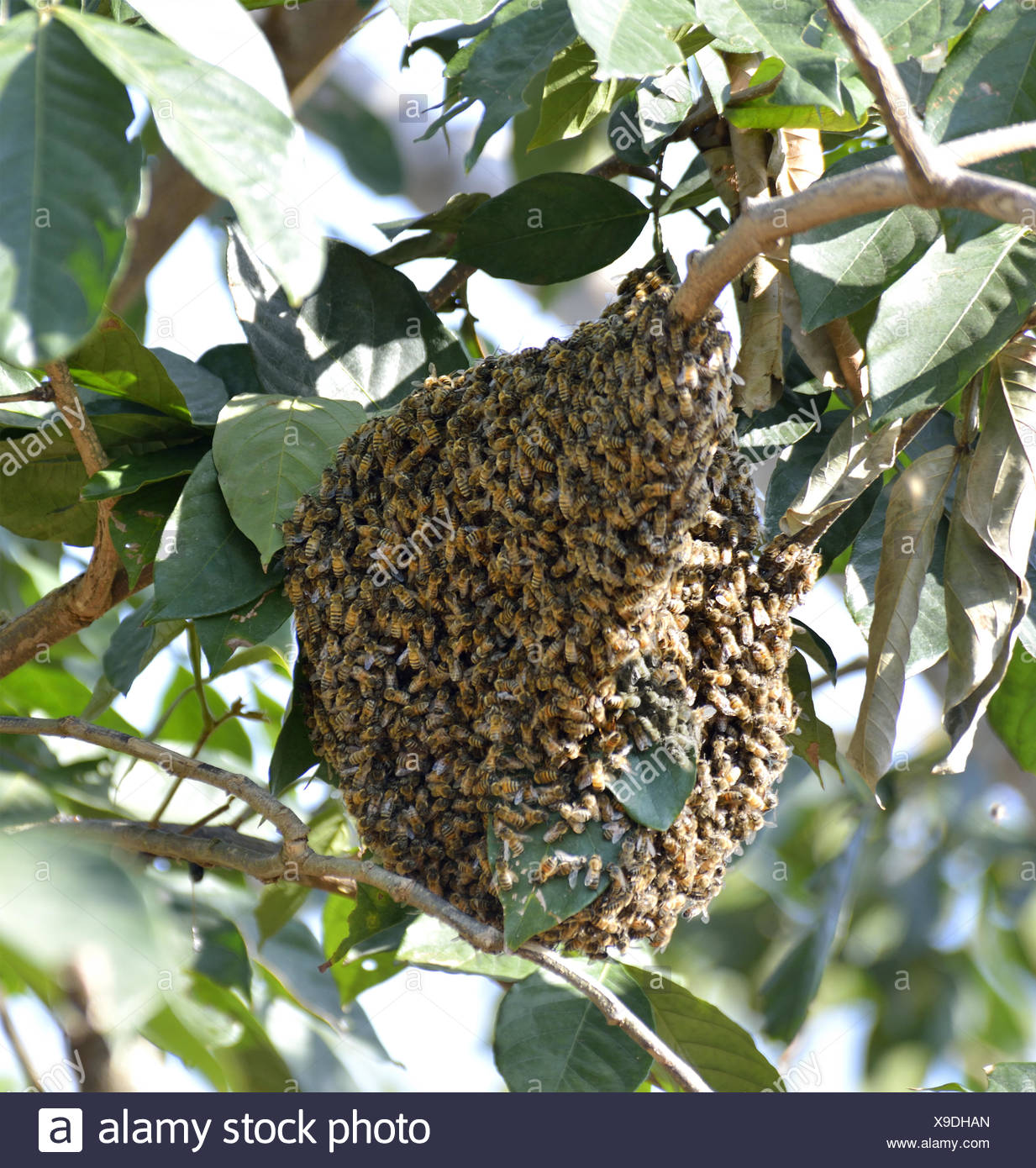 Bee Swarm Hive Stock Photos & Bee Swarm Hive Stock Images - Alamy