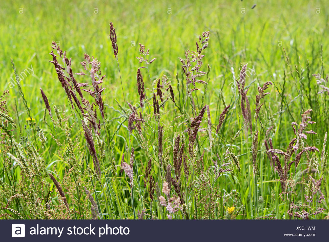 Grashalme High Resolution Stock Photography and Images - Alamy