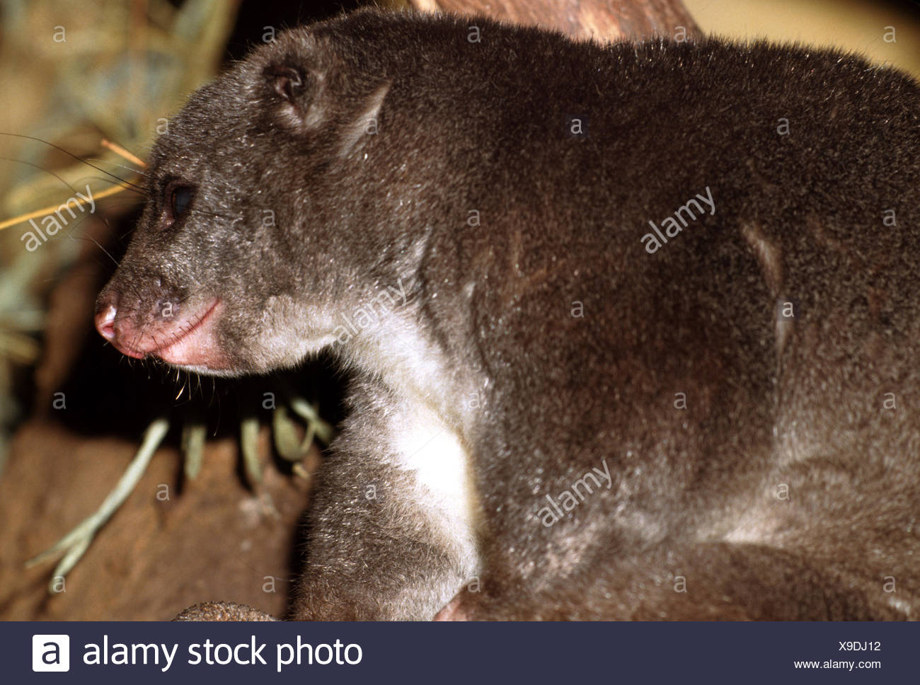 Ground Cuscus Stock Photos & Ground Cuscus Stock Images - Alamy