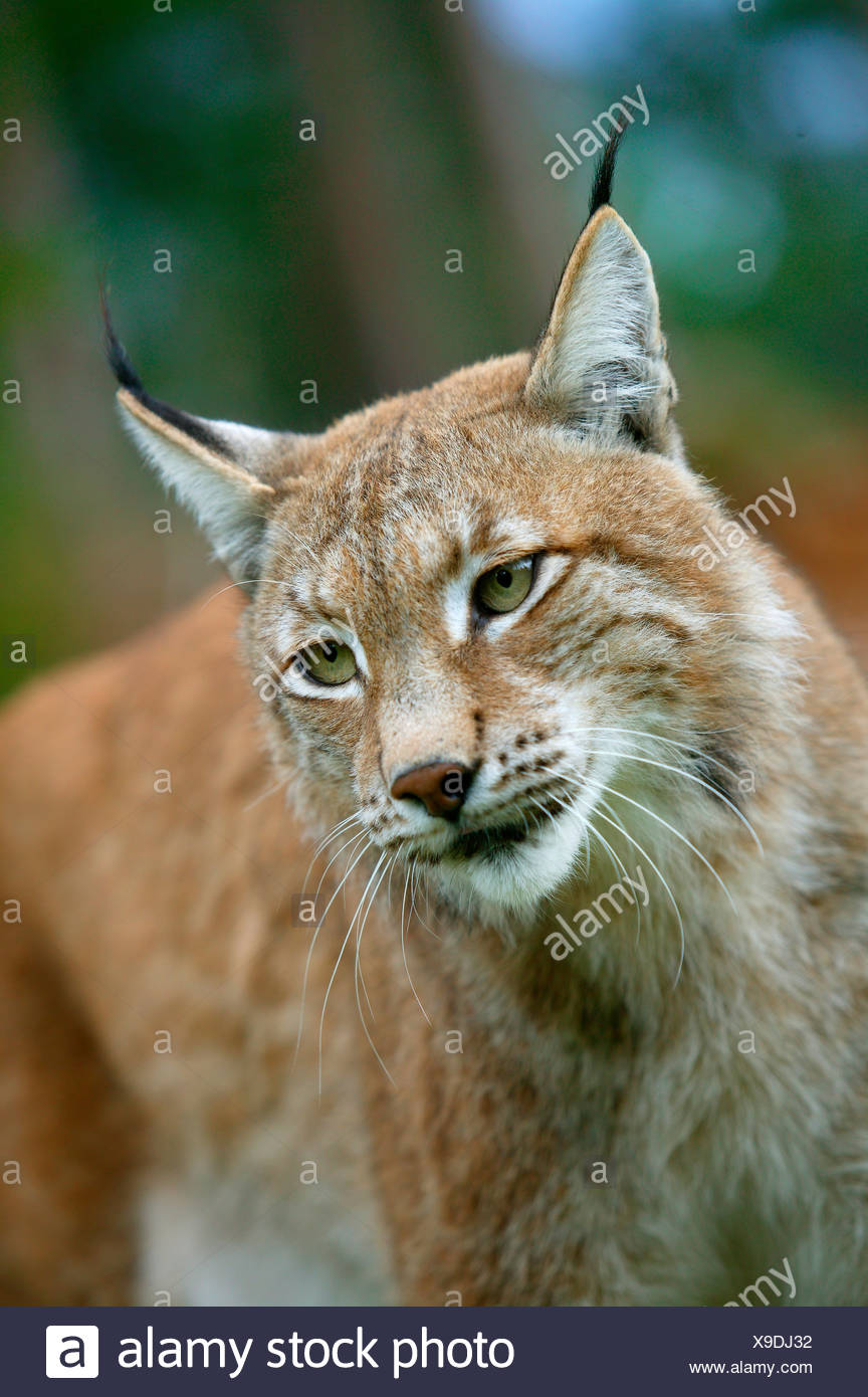 Lynx Ears Stock Photos & Lynx Ears Stock Images - Alamy