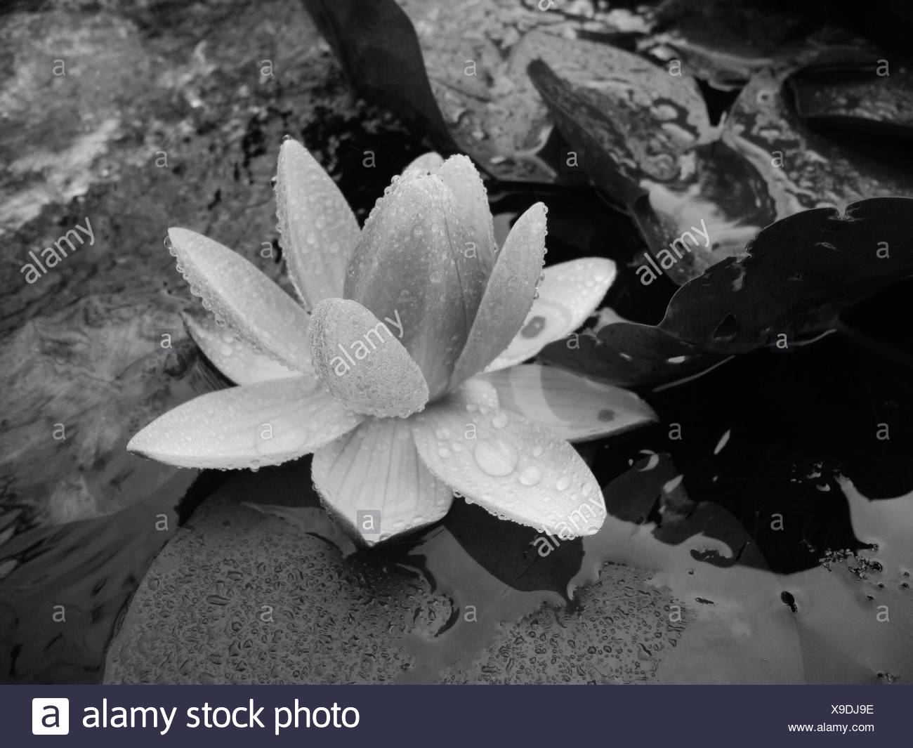 Lotus Flower Black and White Stock Photos & Images - Alamy