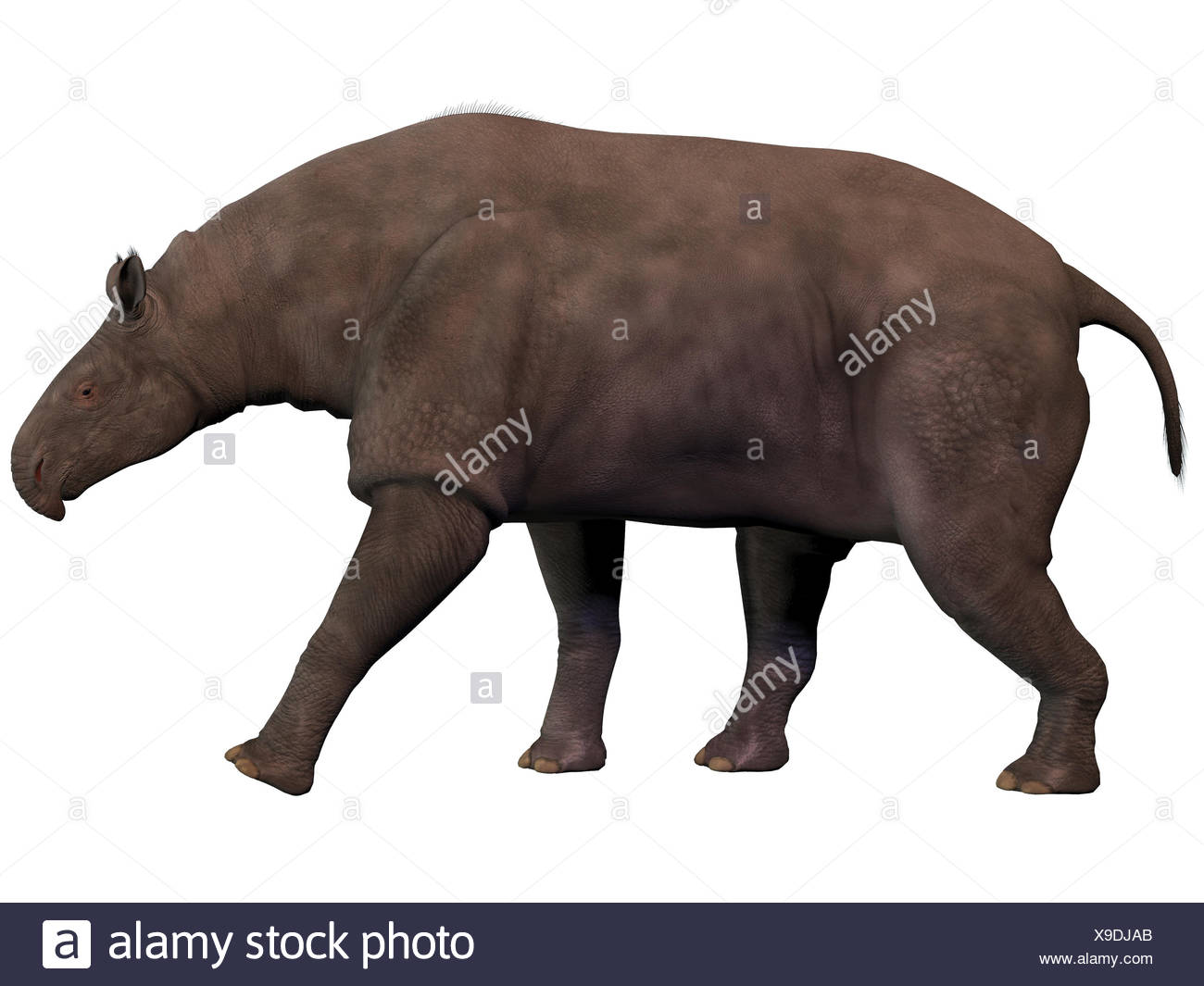 Paraceratherium Stock Photos & Paraceratherium Stock Images - Alamy