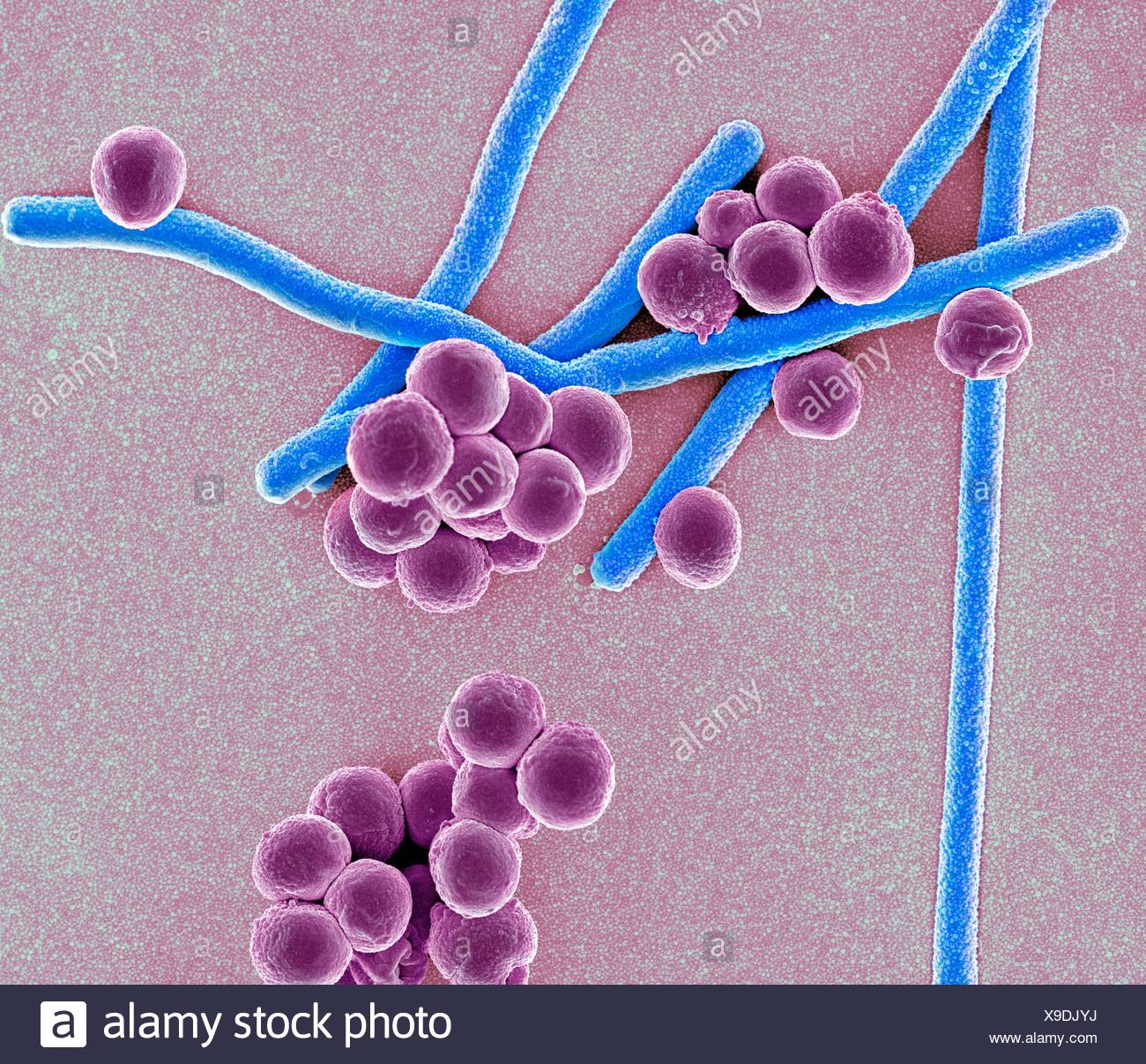 Microorganism Sem High Resolution Stock Photography and Images - Alamy
