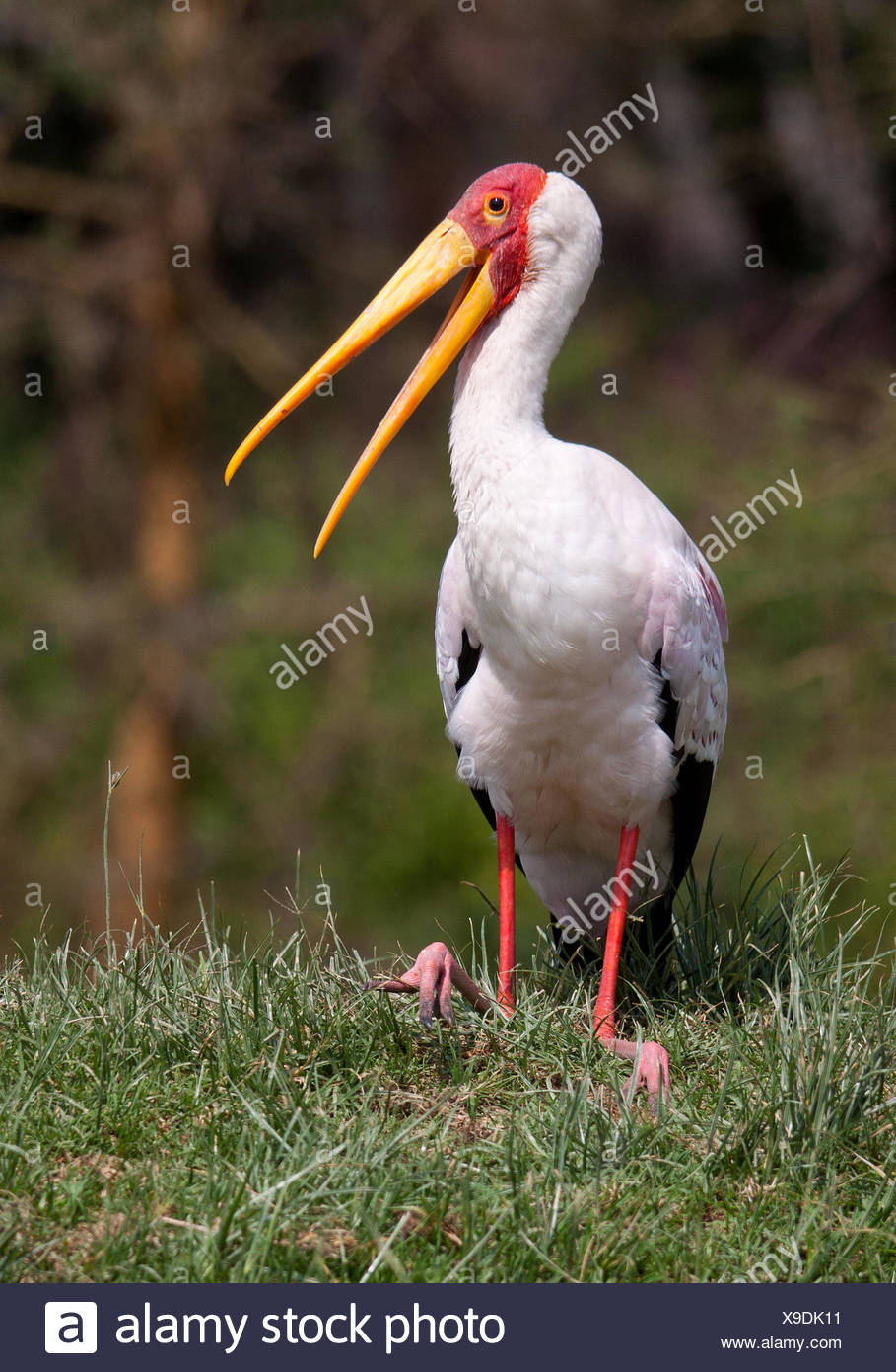 Langer Schnabel High Resolution Stock Photography and Images - Alamy