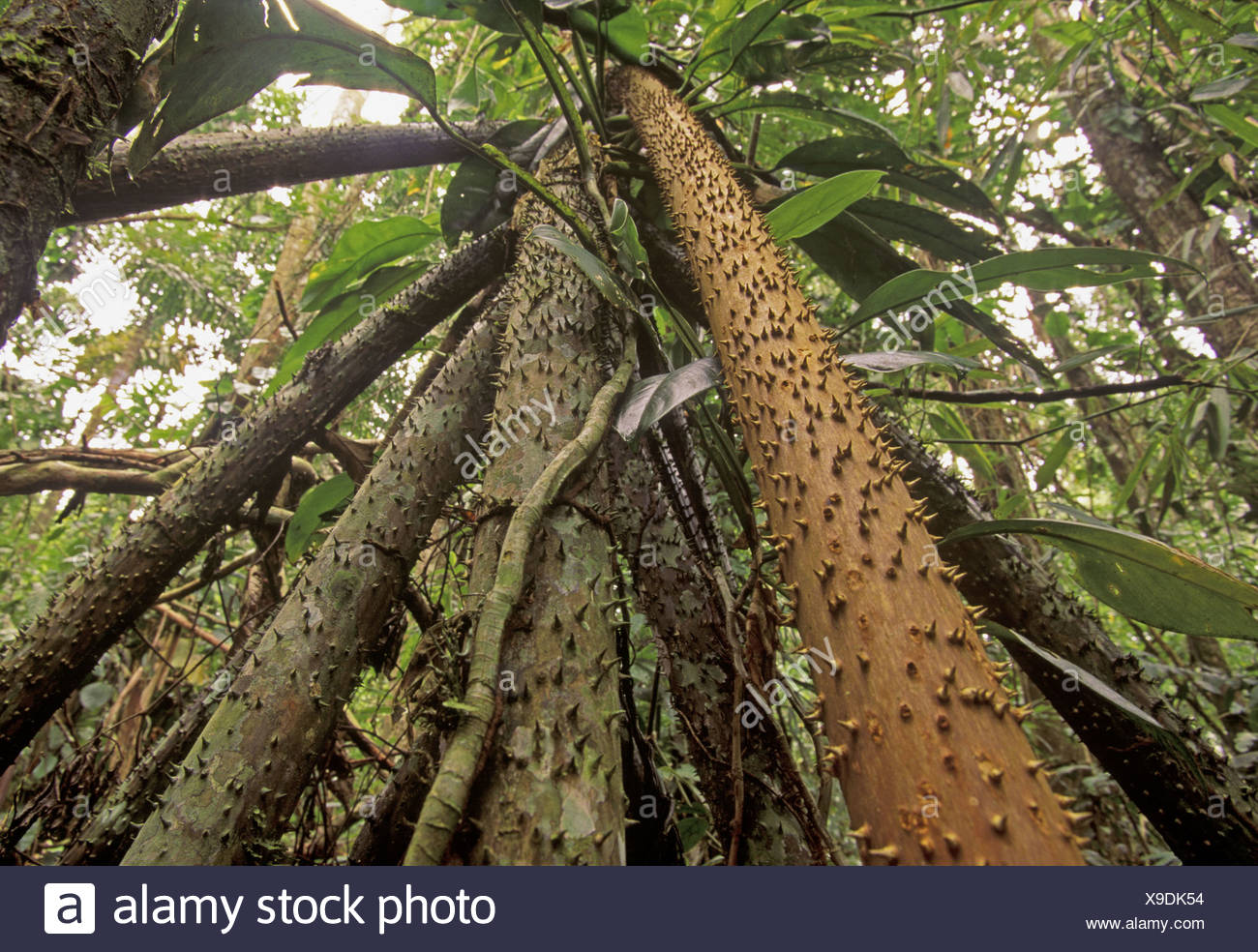 Palm Spine High Resolution Stock Photography and Images - Alamy