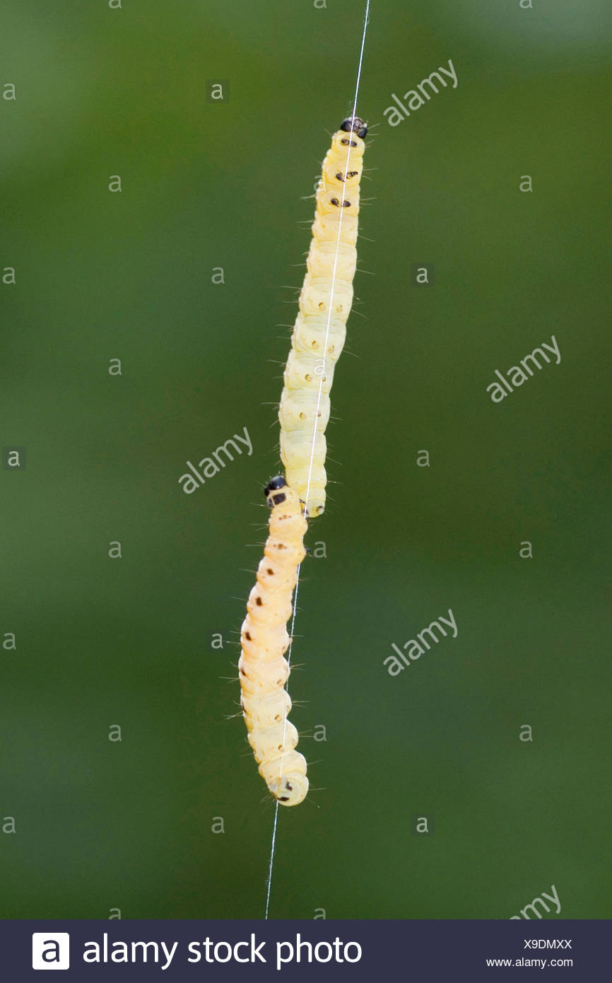 Spindle Ermine Moth Caterpillars High Resolution Stock Photography and ...
