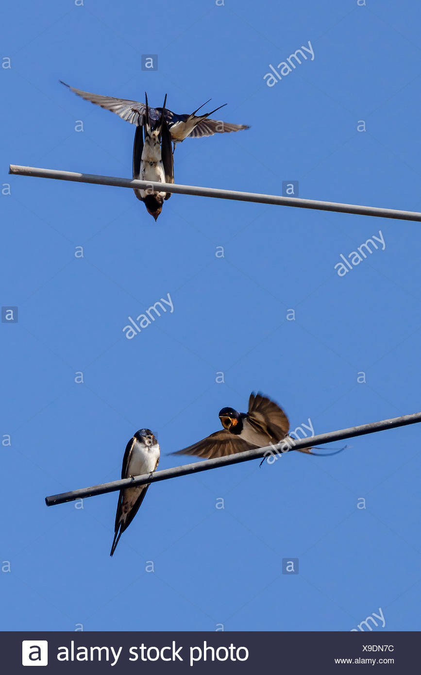 Barn Swallow Flock Stock Photos & Barn Swallow Flock Stock Images - Alamy