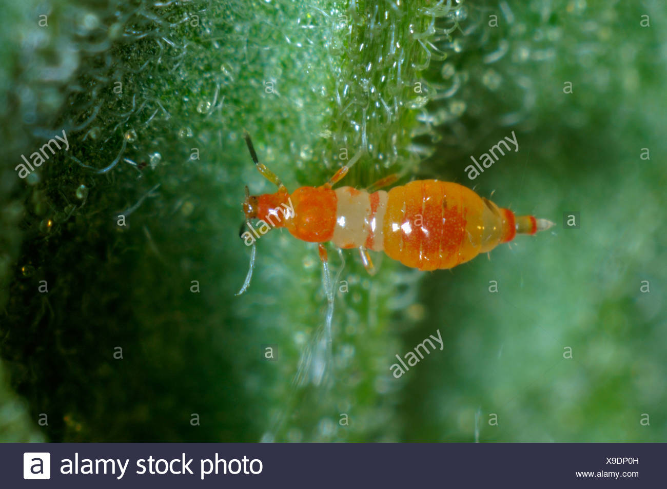 Franklinothrips Vespiformis High Resolution Stock Photography and ...
