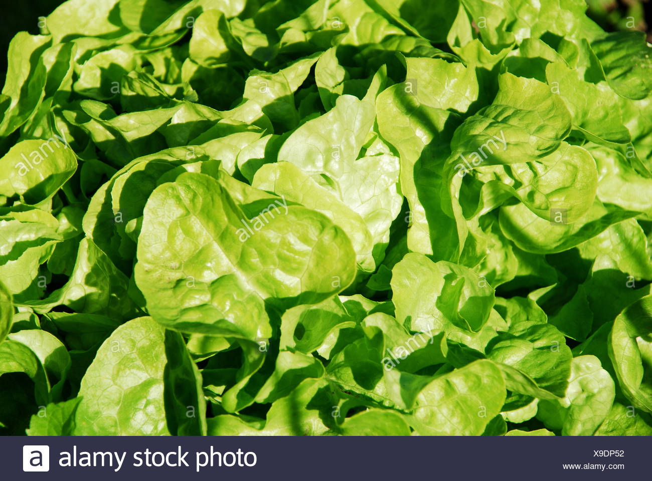 Lollo Rosso Bianco Lettuce High Resolution Stock Photography and Images ...