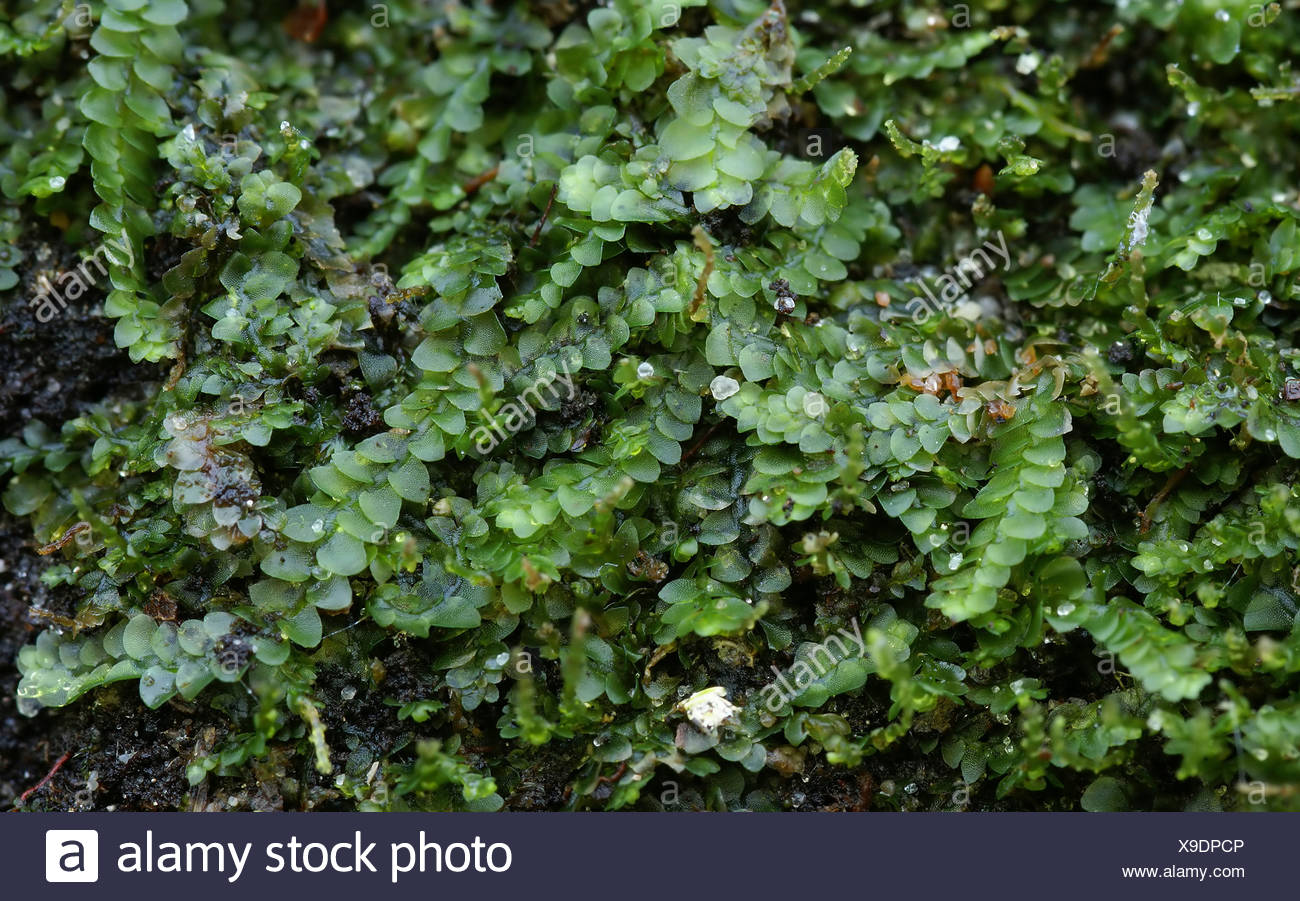 Jungermanniales High Resolution Stock Photography and Images - Alamy