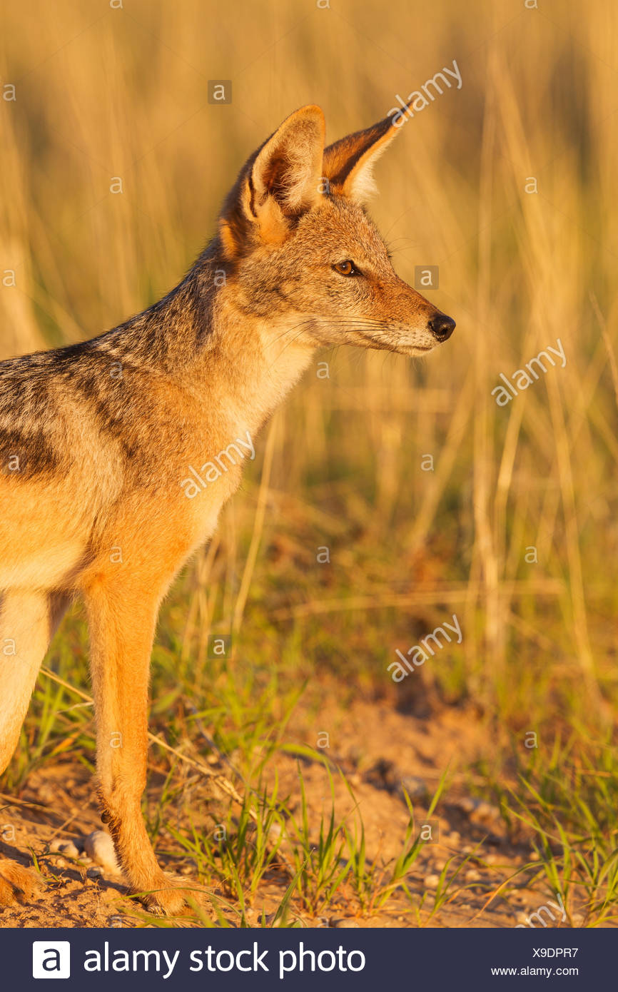 Jackal Head High Resolution Stock Photography and Images - Alamy