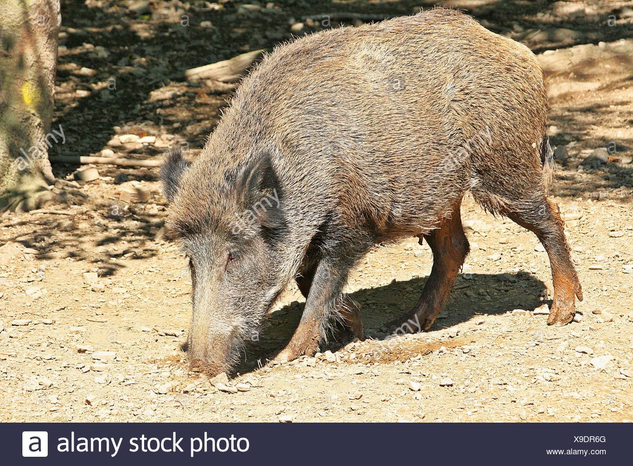 Wild Hogs Stock Photos & Wild Hogs Stock Images - Alamy