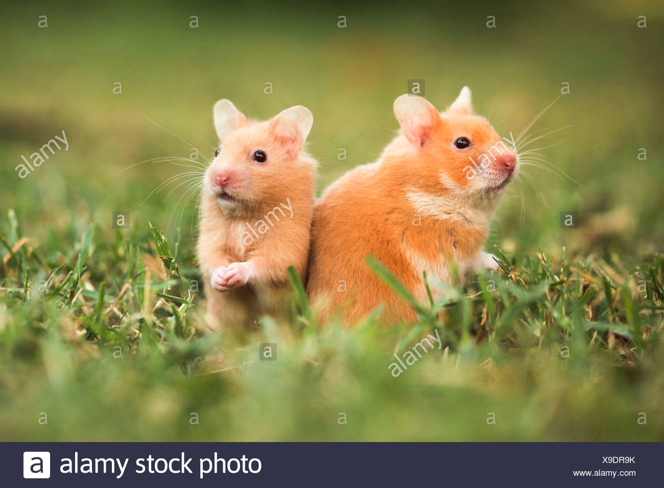 Golden Hamster High Resolution Stock Photography and Images - Alamy