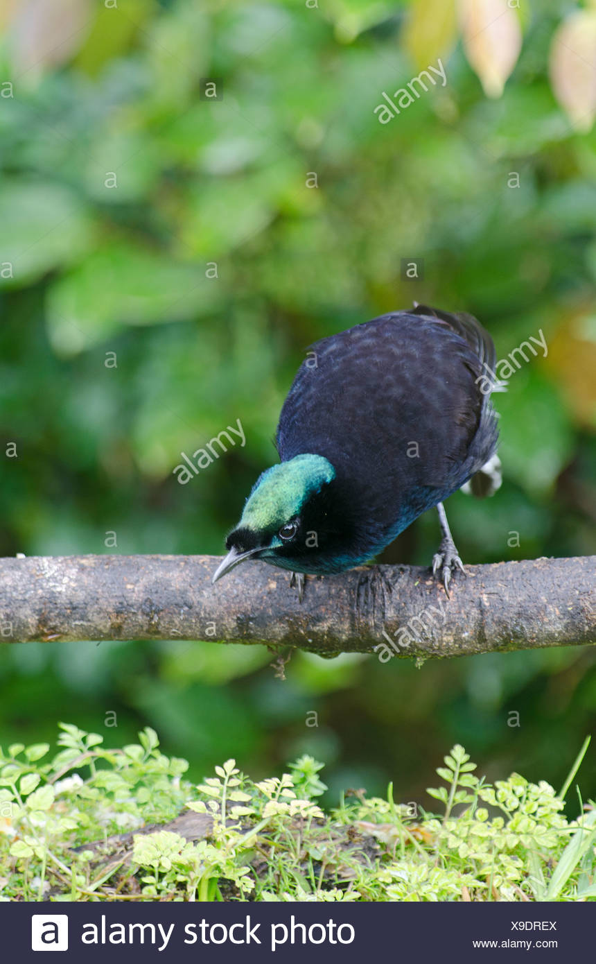 Ribbon Tailed Astrapia High Resolution Stock Photography and Images - Alamy