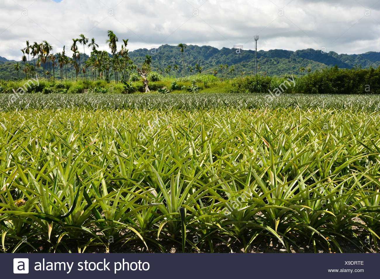 Pineapple Farm Thailand High Resolution Stock Photography and Images ...