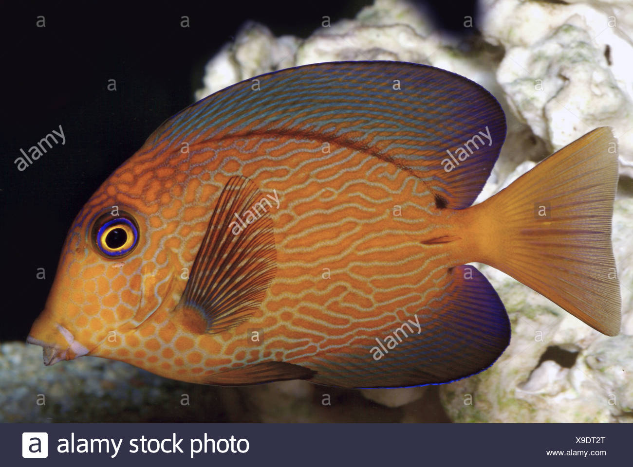 Chevron Tangs High Resolution Stock Photography and Images - Alamy