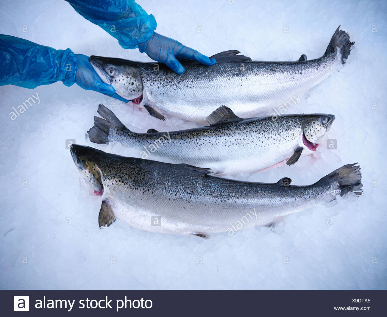 Frozen Fresh Fish High Resolution Stock Photography and Images - Alamy
