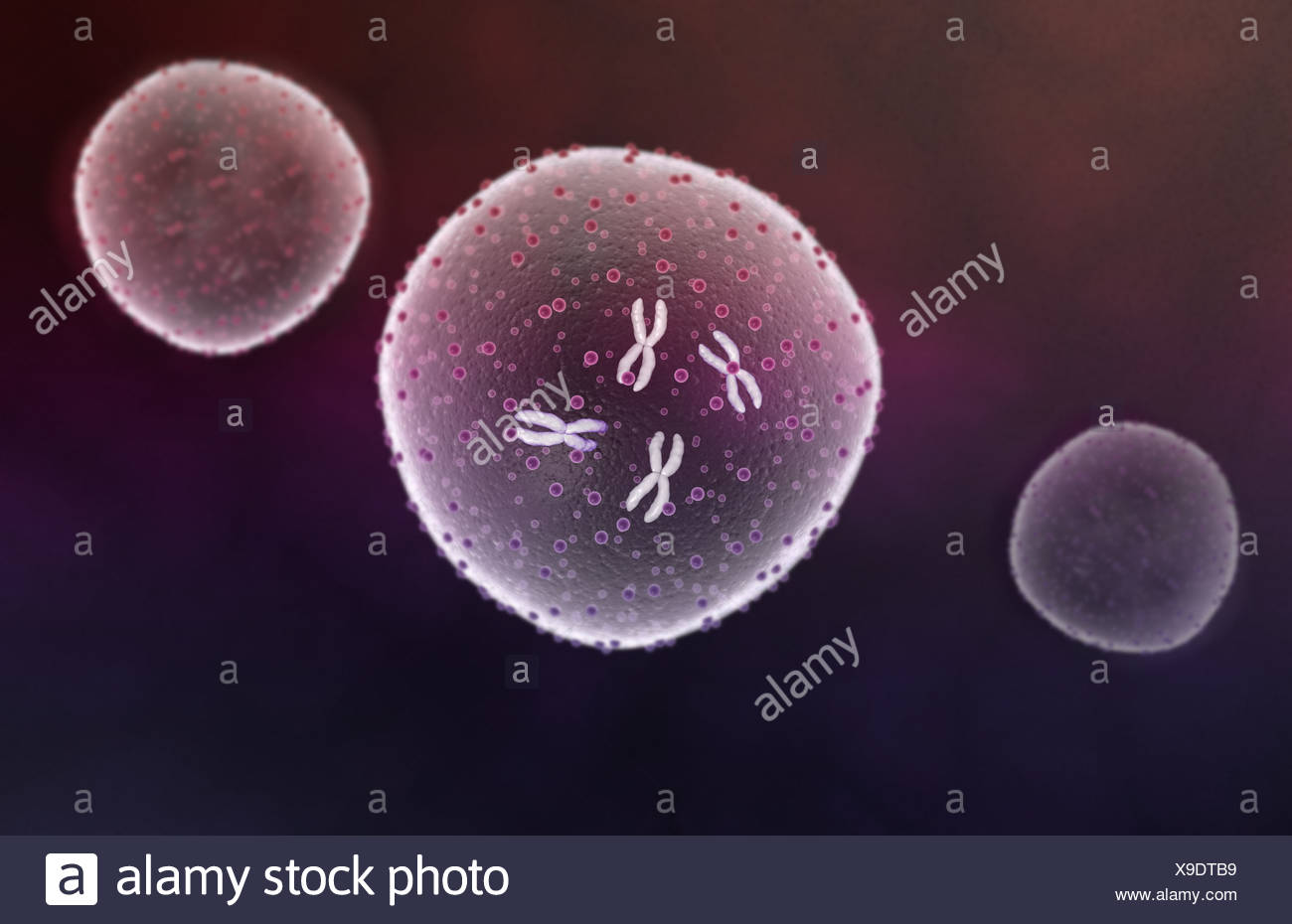 Prophase Stock Photos & Prophase Stock Images - Alamy
