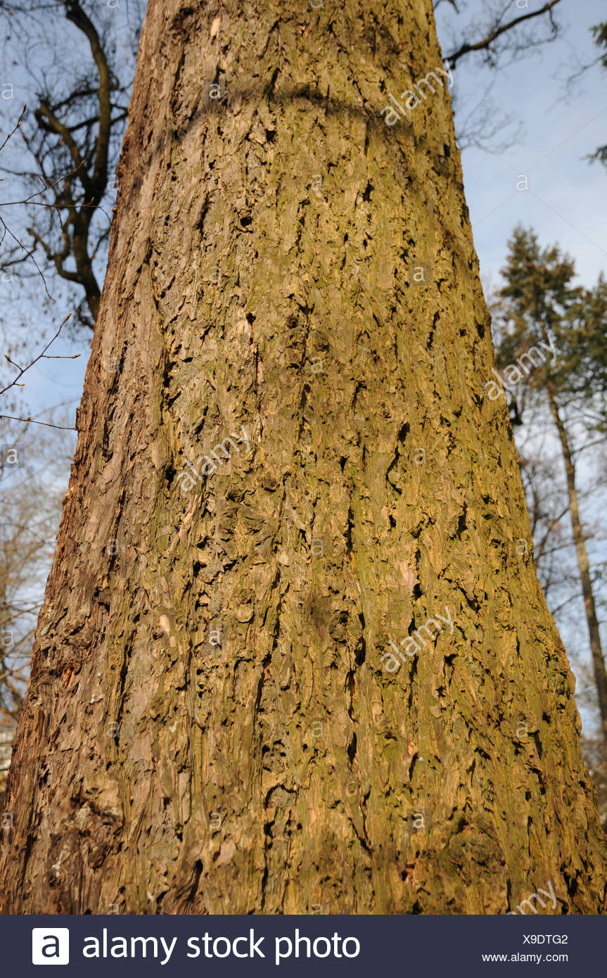 Douglas Fir Tree Bark Stock Photos & Douglas Fir Tree Bark Stock Images ...