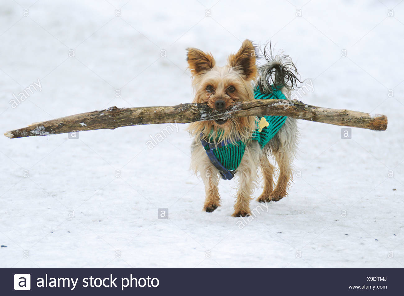 Cane Stand High Resolution Stock Photography and Images - Alamy