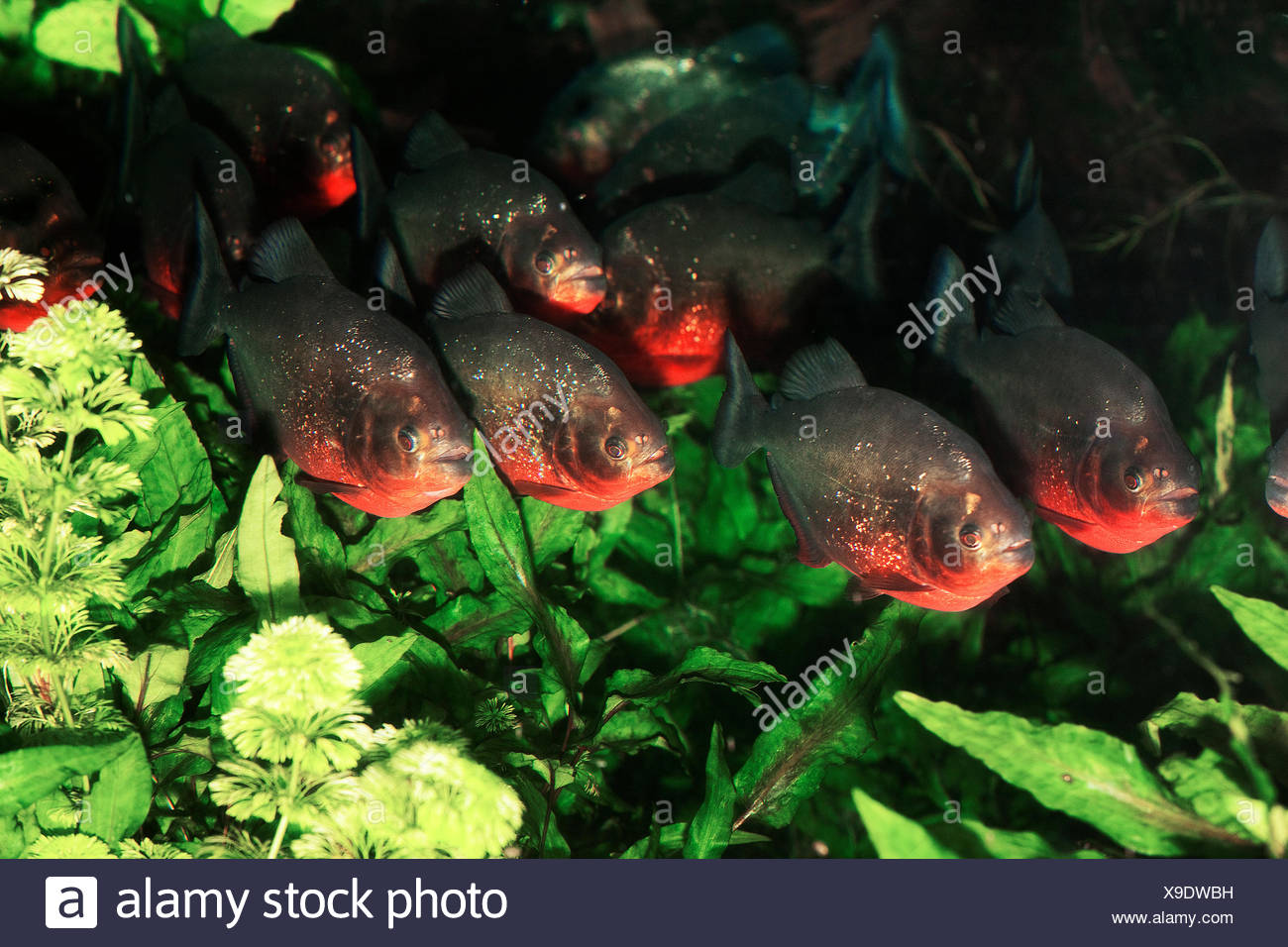 Red Bellied Piranha Pygocentrus Nattereri High Resolution Stock ...