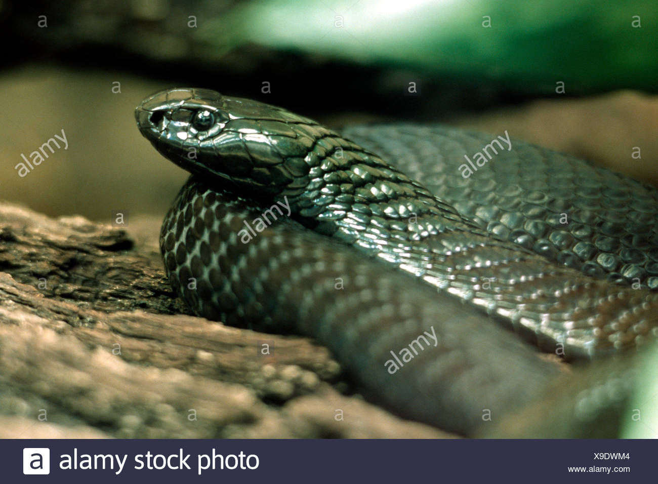 Naja Haje High Resolution Stock Photography and Images - Alamy