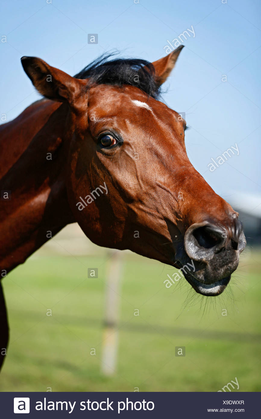 Snorting Horse High Resolution Stock Photography and Images - Alamy