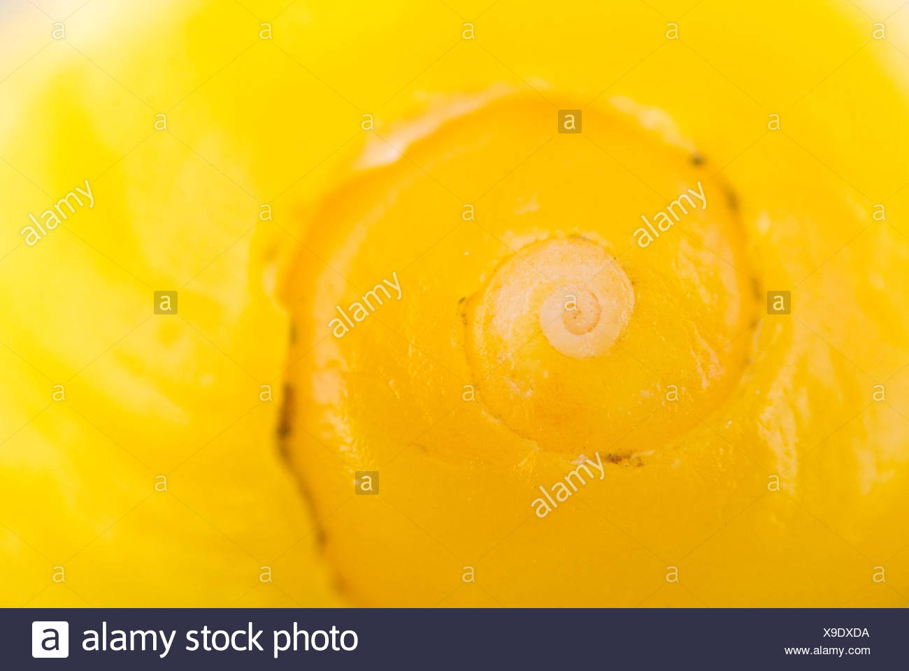 Smooth Periwinkle High Resolution Stock Photography and Images - Alamy