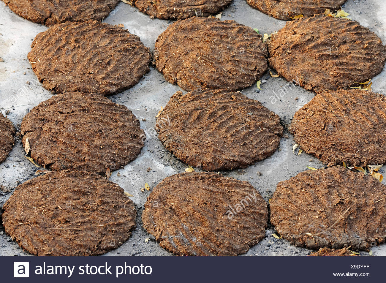 Cow Dung Use High Resolution Stock Photography and Images - Alamy