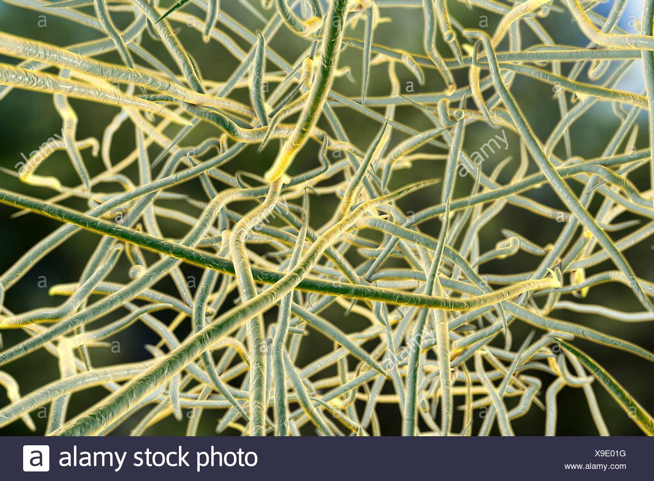 Nocardia Bacteria High Resolution Stock Photography and Images - Alamy