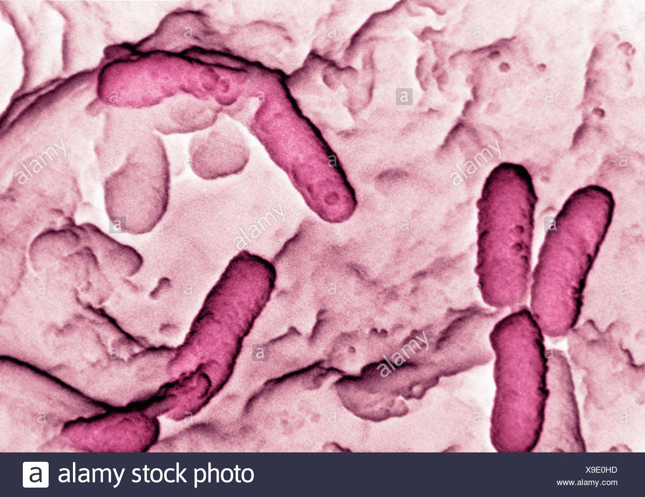 Bacterium Micrograph High Resolution Stock Photography and Images - Alamy