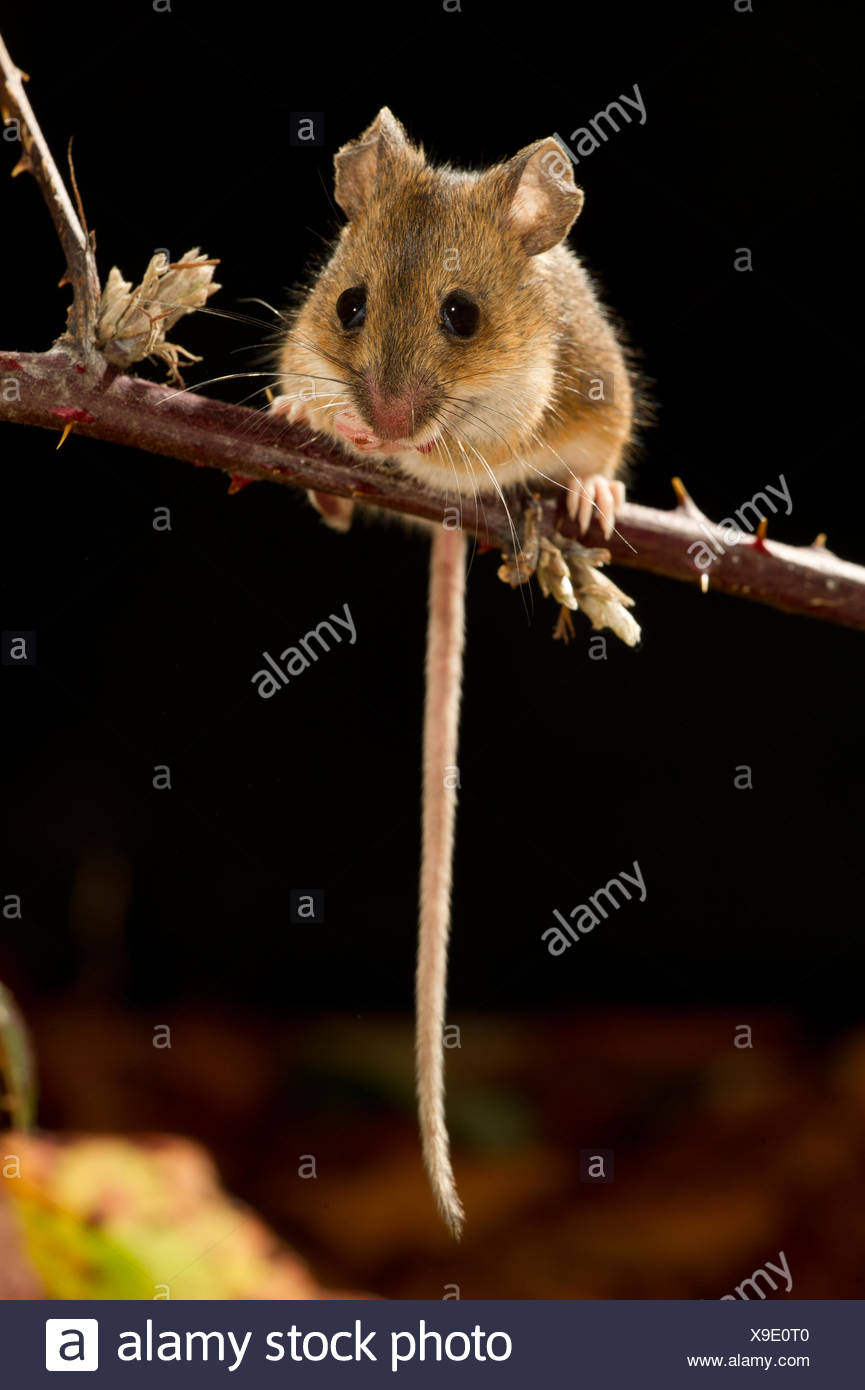Commensal Species High Resolution Stock Photography and Images - Alamy
