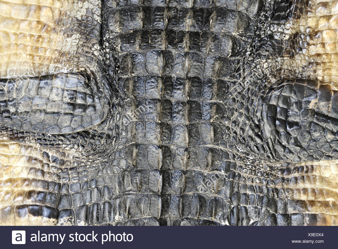 Alligator Skin Stock Photos & Alligator Skin Stock Images - Alamy