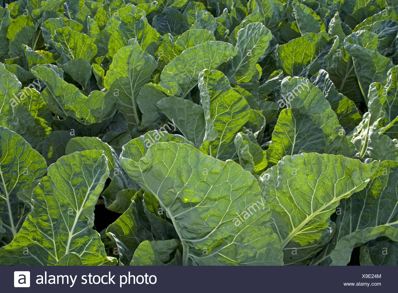 Wild Cabbage Brassica Oleracea High Resolution Stock Photography and ...