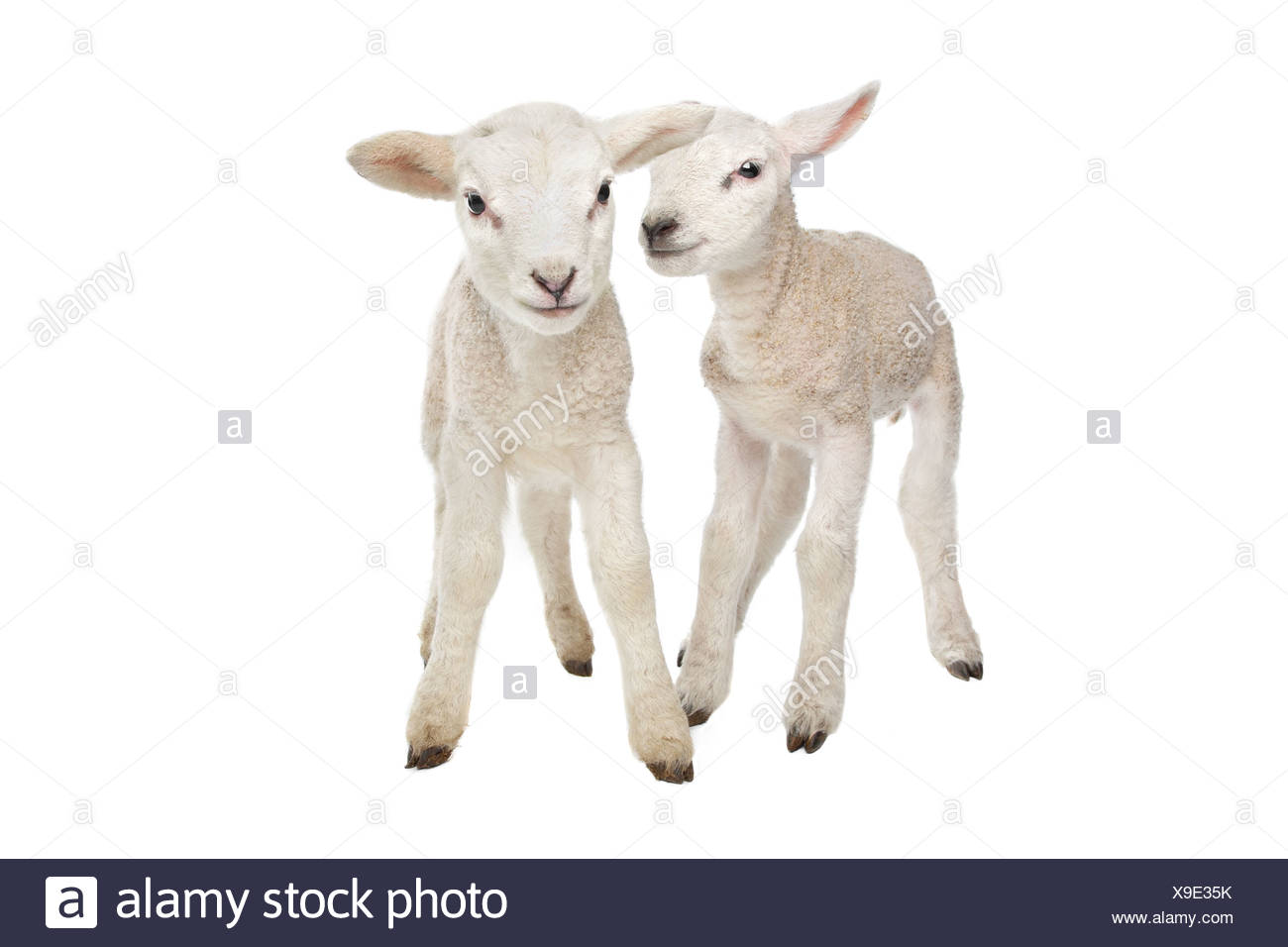 Little Lambs Stock Photos & Little Lambs Stock Images - Alamy