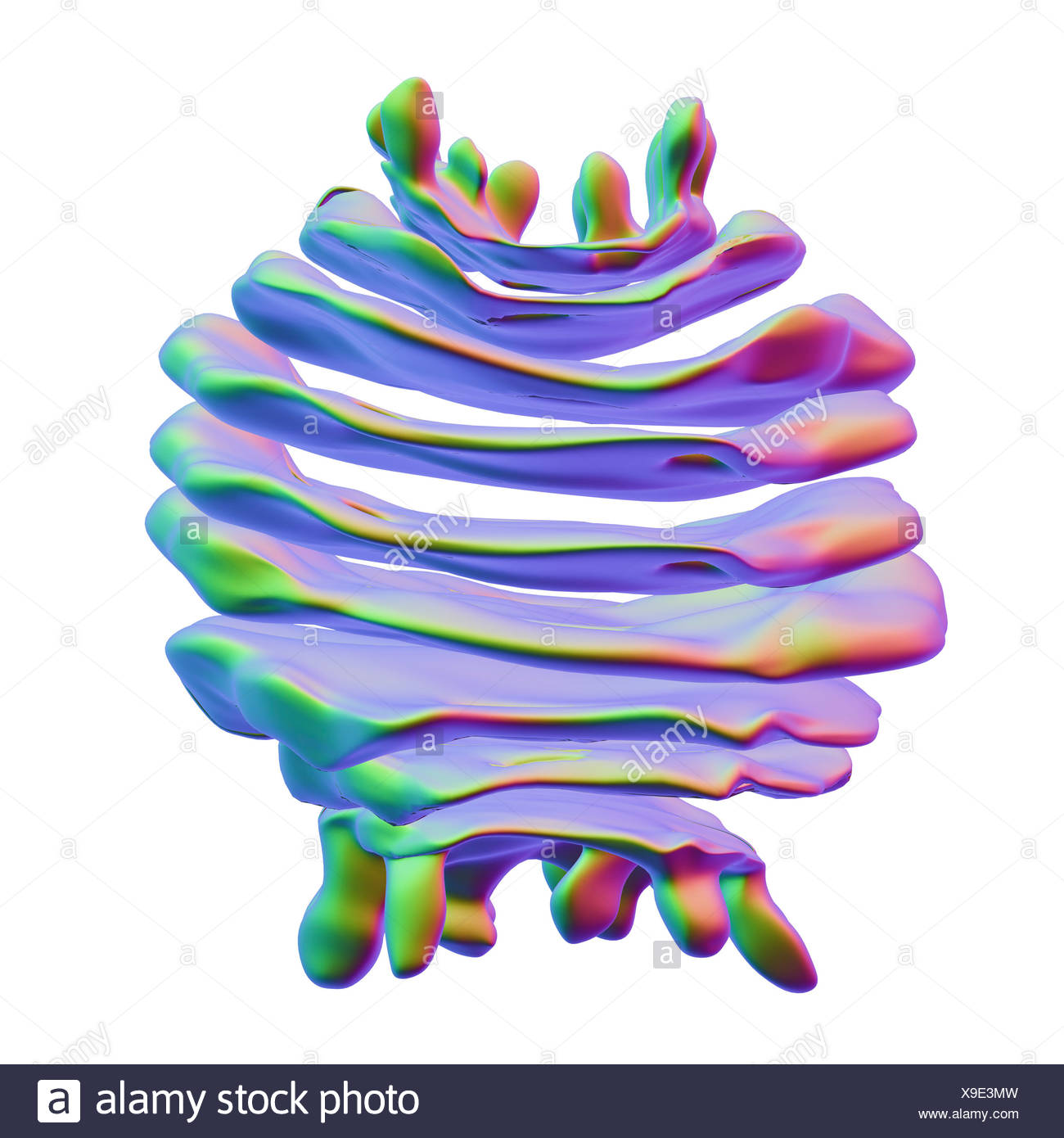Golgi Apparatus Stock Vector Illustration Of Membrane
