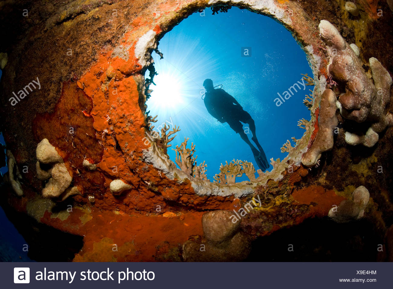 British Marine Life Underwater High Resolution Stock Photography and ...