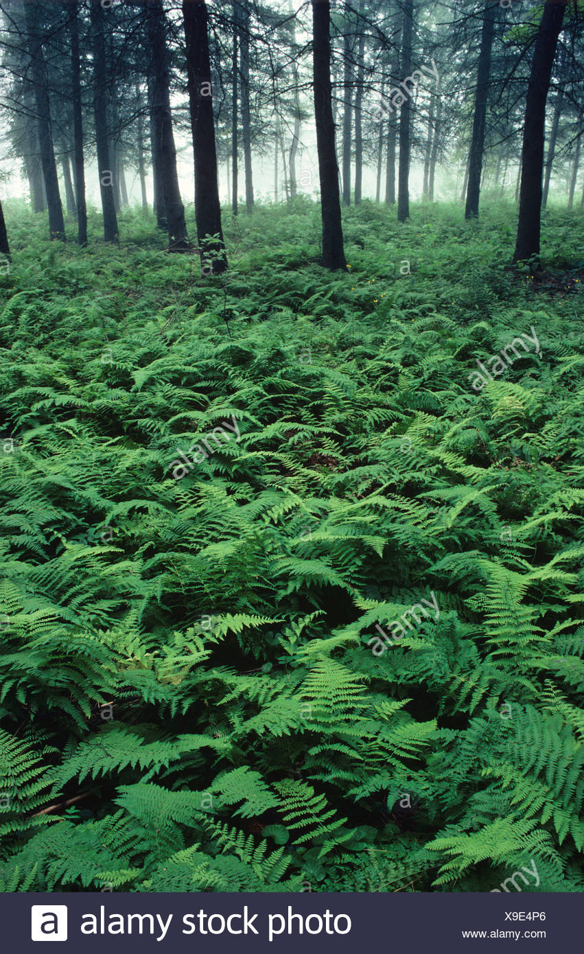 Tree Ferns In Forest Near High Resolution Stock Photography and Images ...