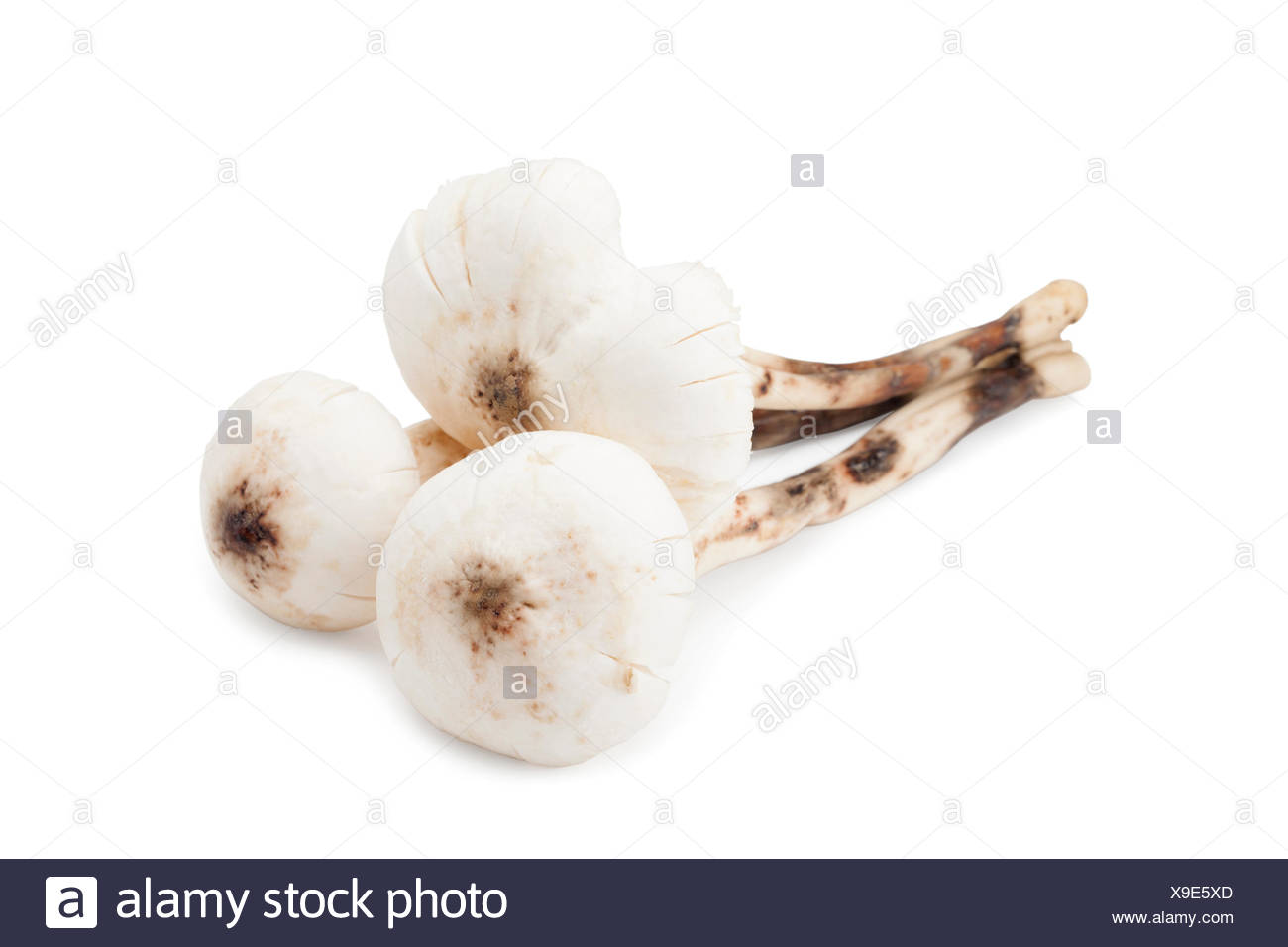 Termitomyces High Resolution Stock Photography and Images - Alamy
