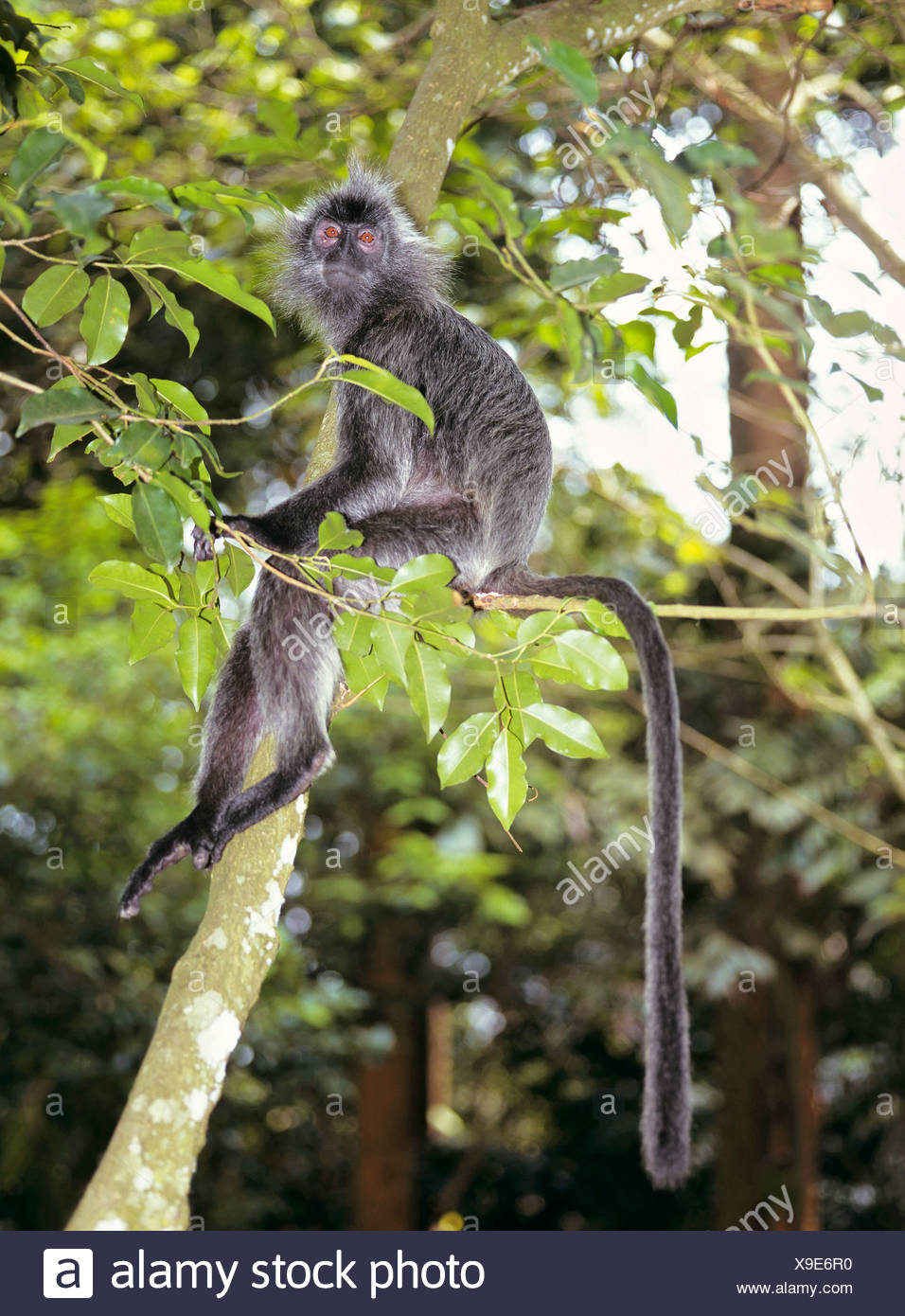 Melalophos High Resolution Stock Photography and Images - Alamy